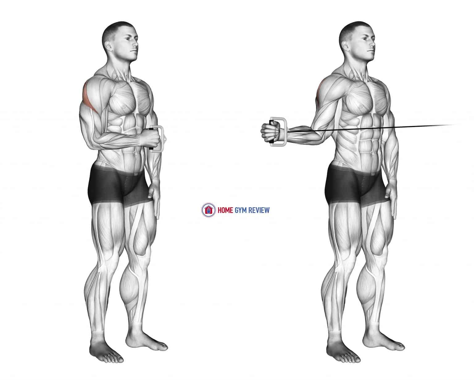 Cable Standing Shoulder External Rotation - Home Gym Review