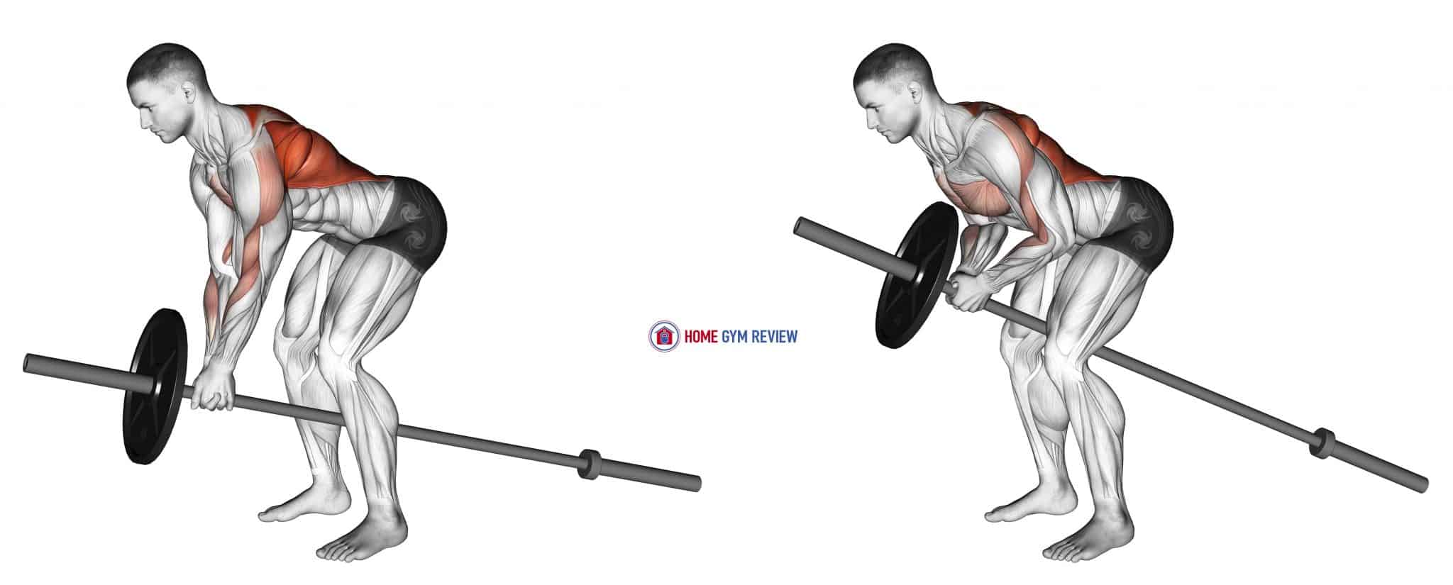 Lever Bent over Row (plate loaded) - Home Gym Review