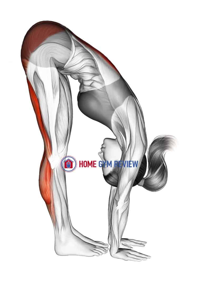 Standing Reach Down Hamstring Stretch - Home Gym Review