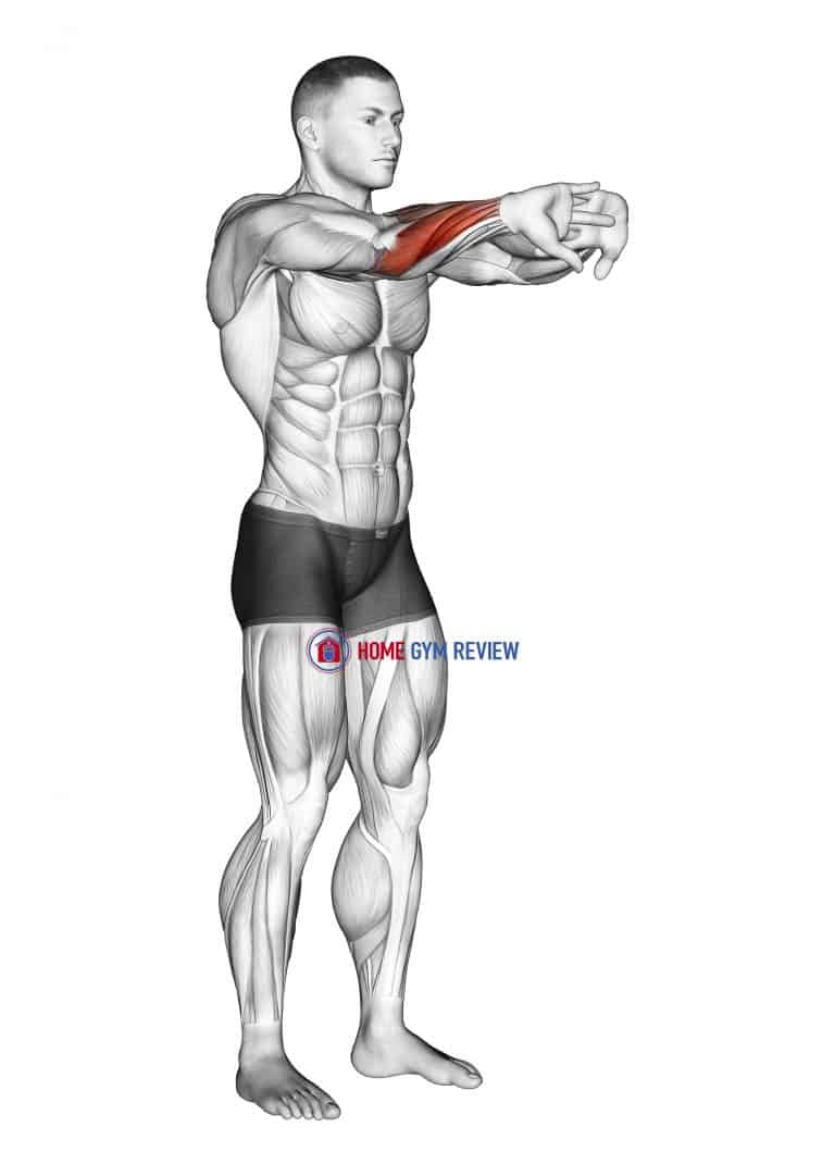 Palms Out Forearm Stretch - Home Gym Review
