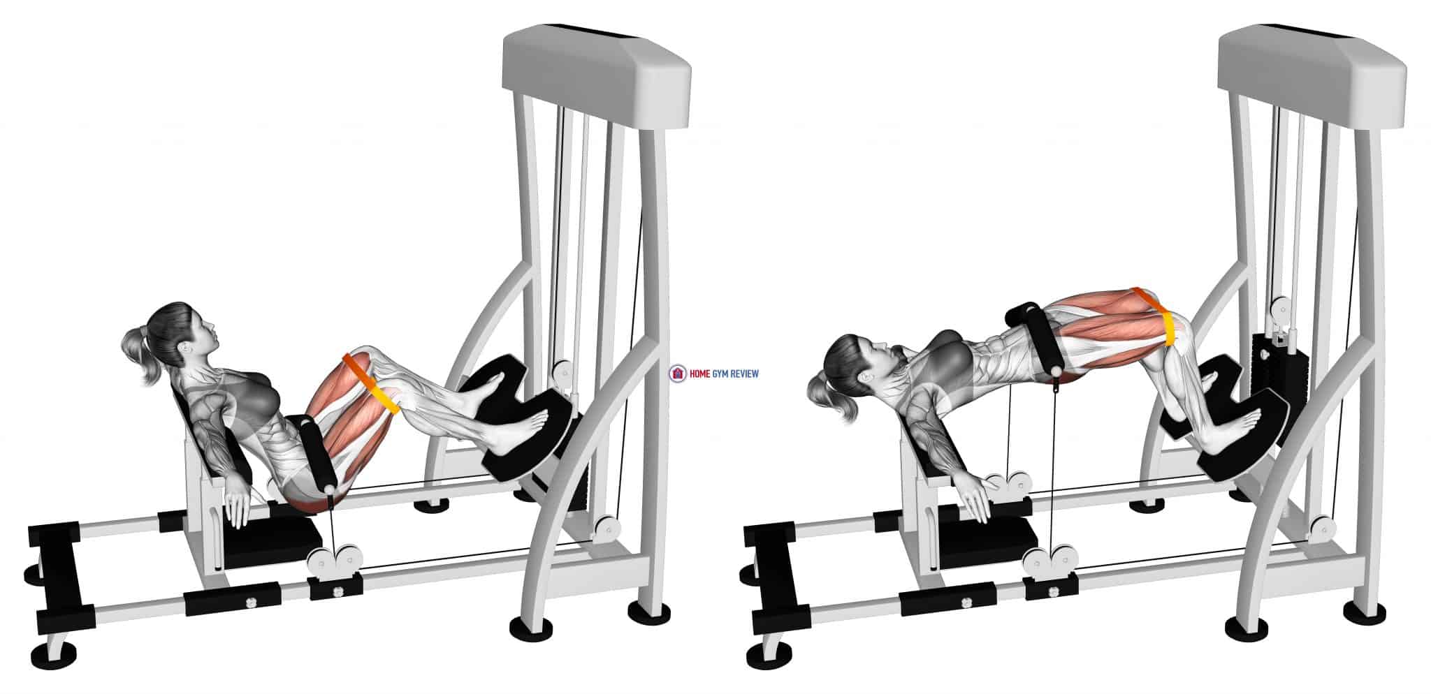 Lever Hip Thrust With Resistance Band - Home Gym Review