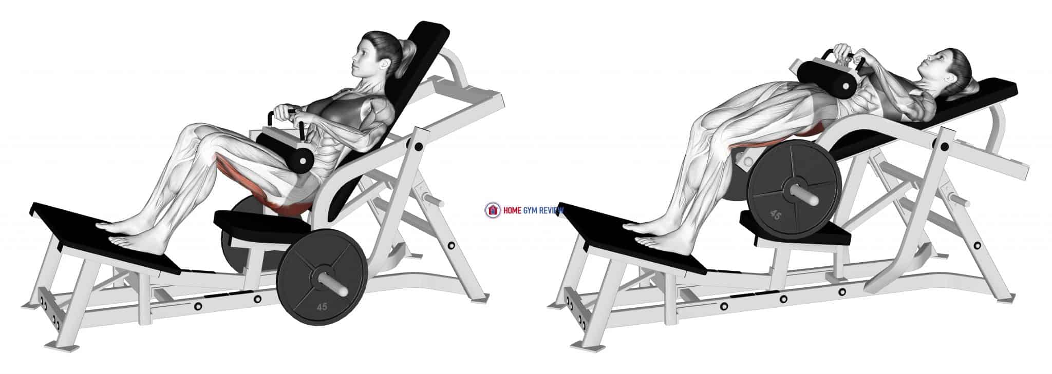 Lever Hip Thrust (plate loaded) (female) - Home Gym Review