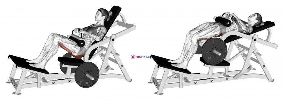 Lever Hip Thrust (plate loaded) (female) - Home Gym Review