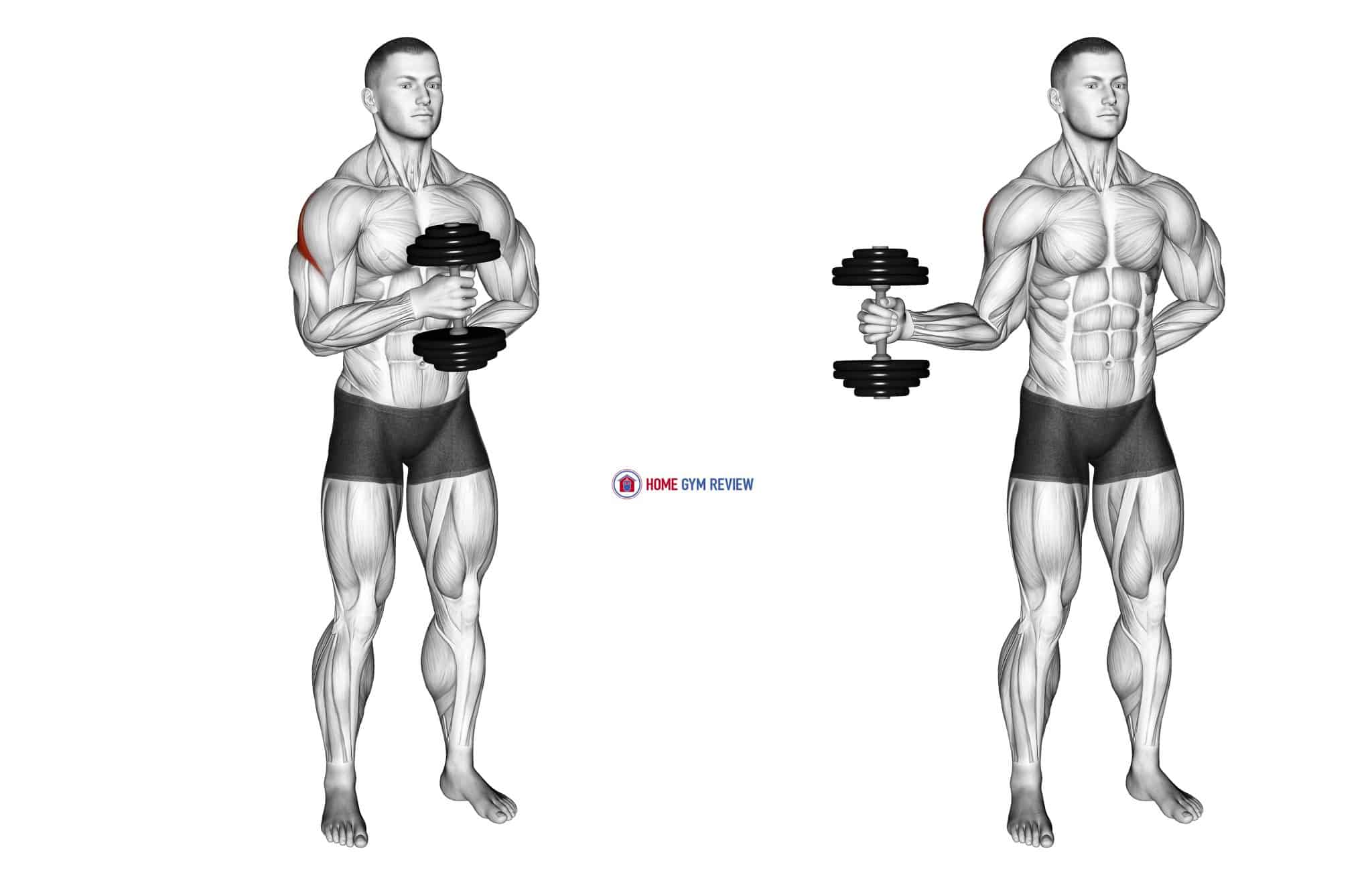 Dumbbell External Rotation - Home Gym Review