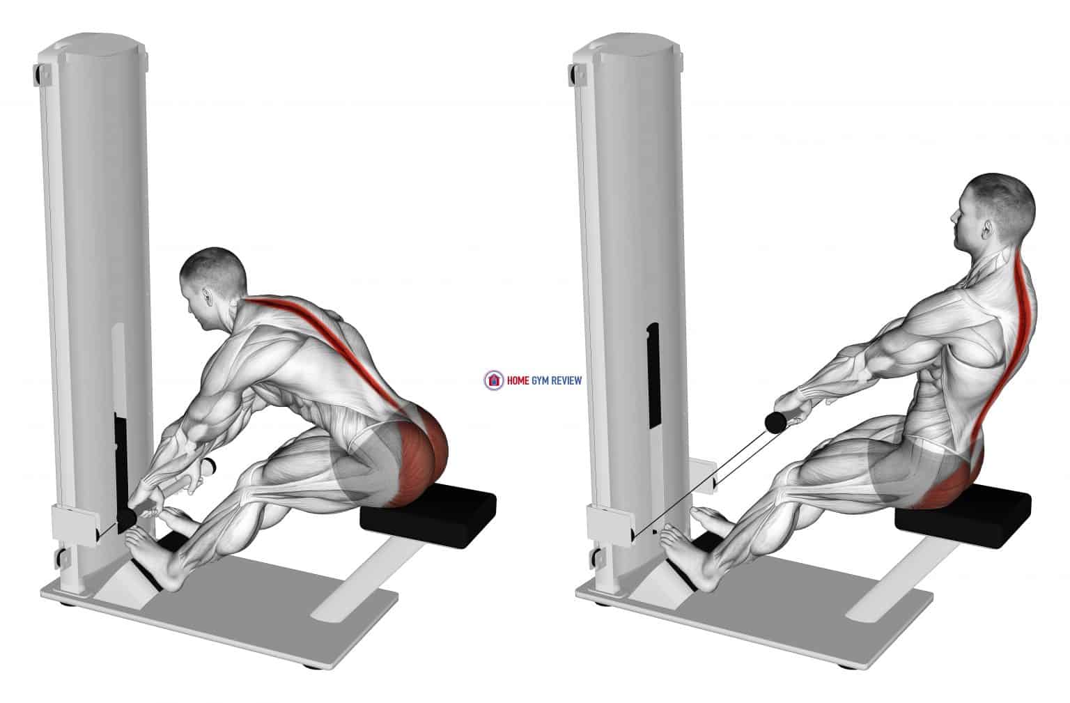 Lever Seated Good Morning - Home Gym Review
